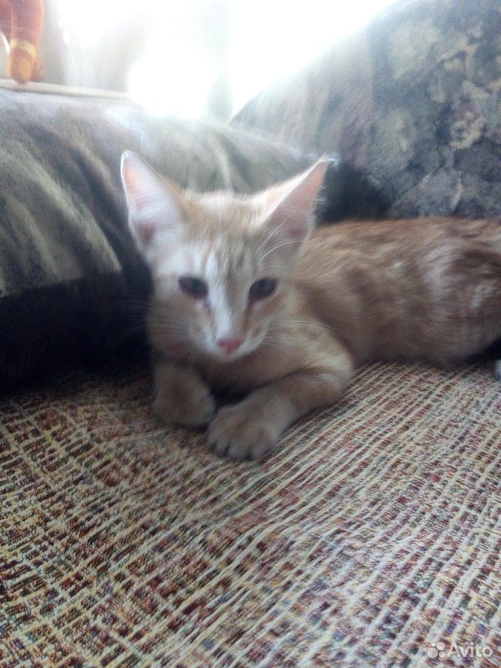 Котенок - сирота