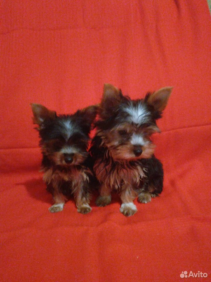 Мини и супер мини мальчики йорка с документами РКФ