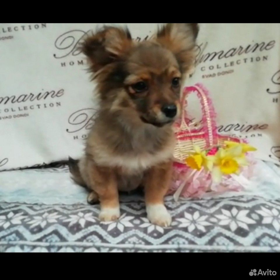 Лейла ищет дом