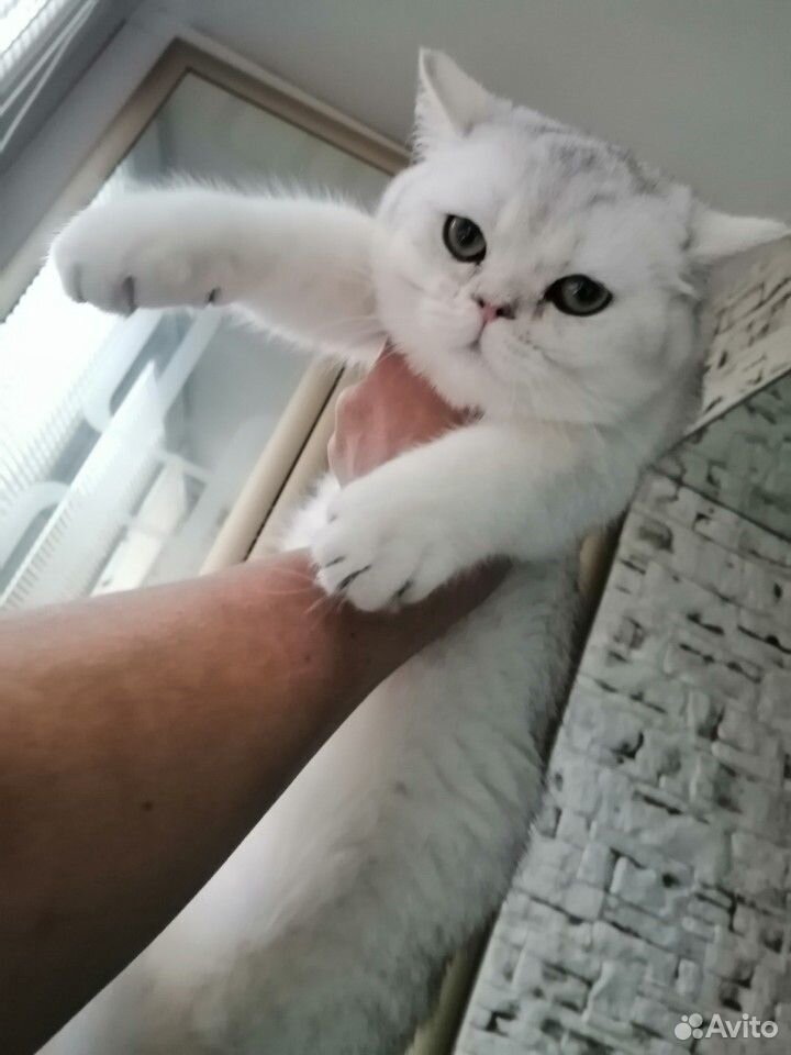 Британская девочка