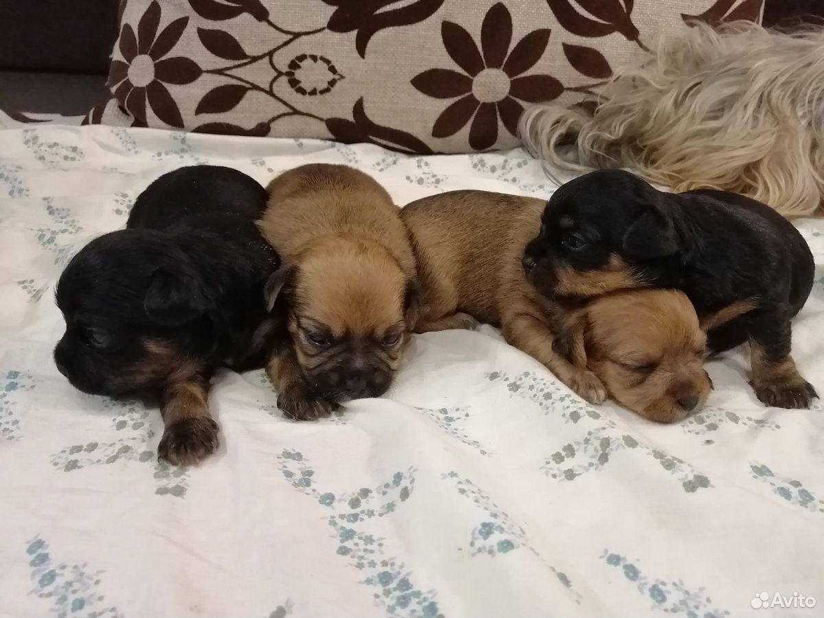 Чорки-малыши