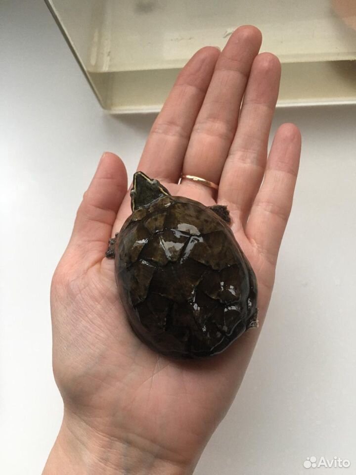 Мускусная черепашка