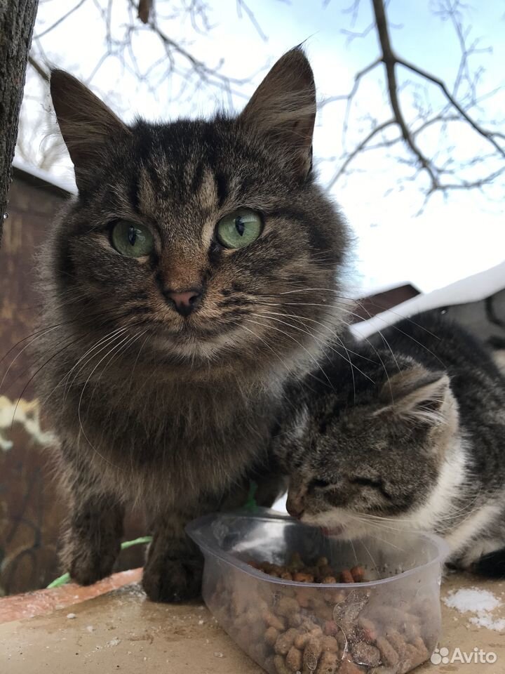 Кошечка Эсмеральда