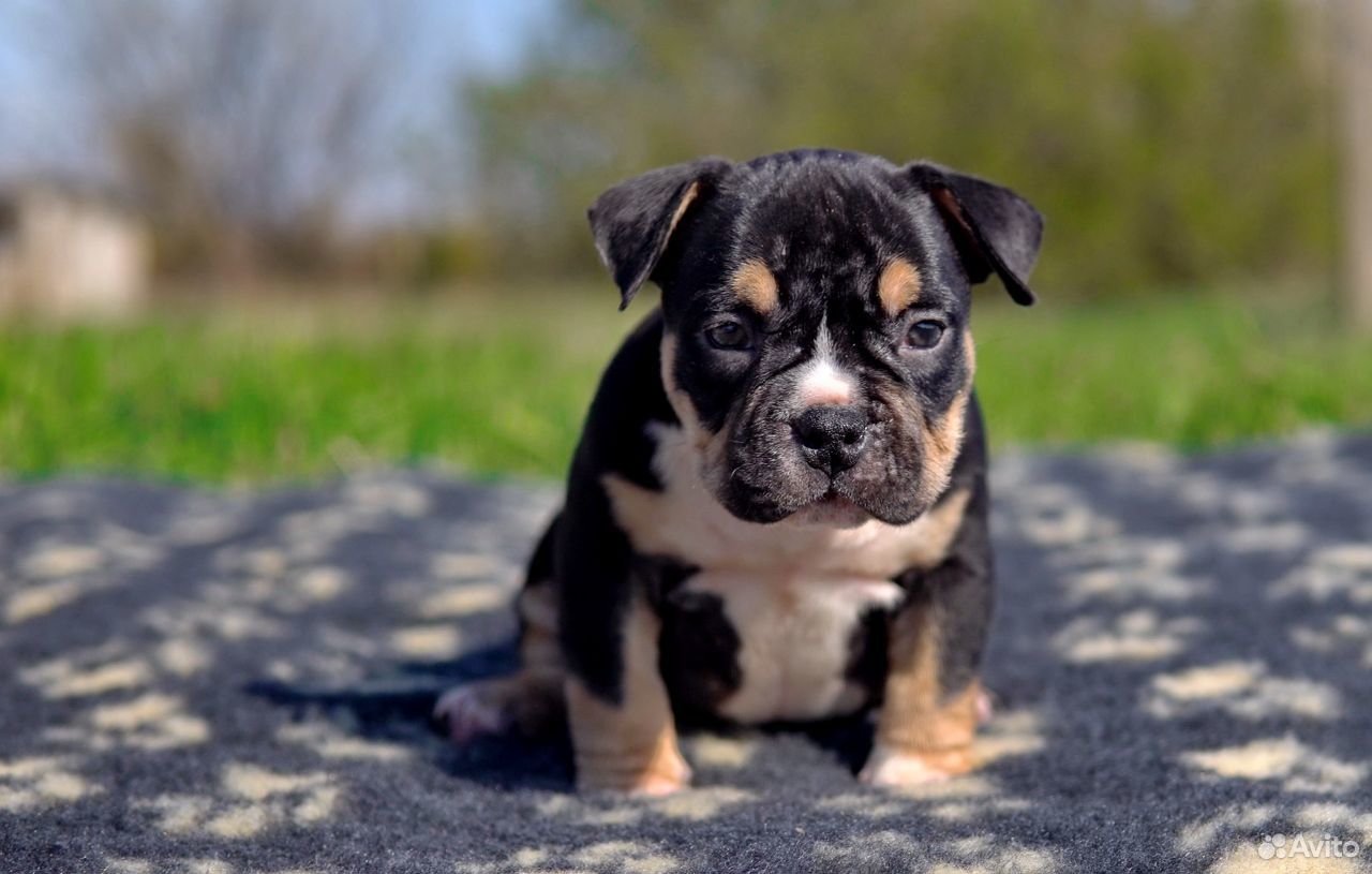 Американский Були 6 недель, девочка