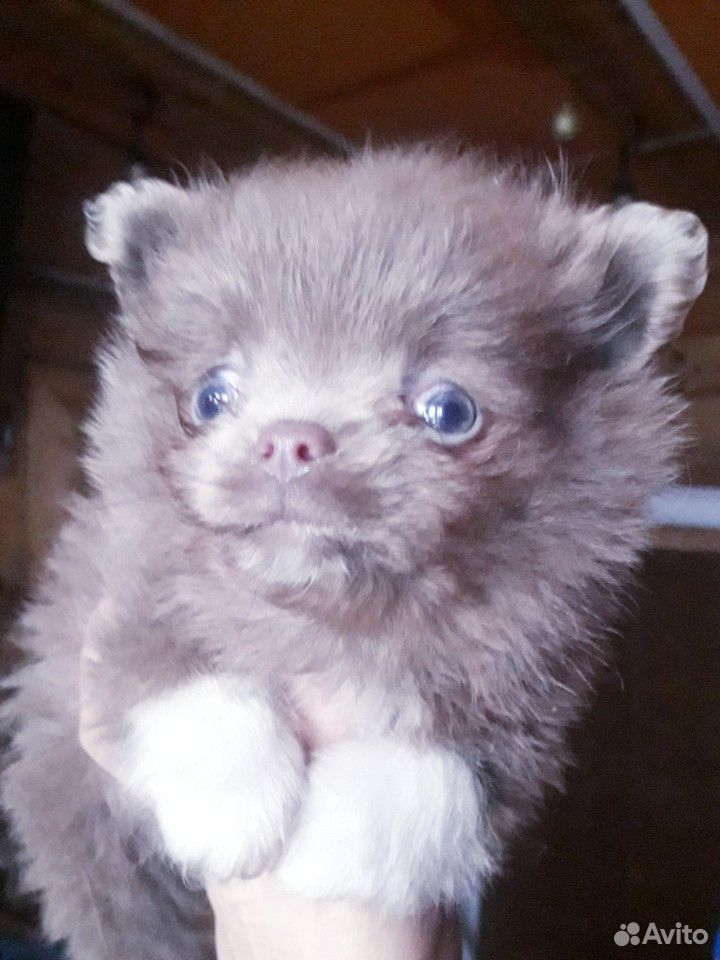 Чихуахуа щенок- лиловый Бамбино