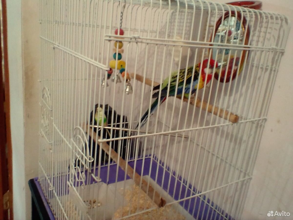 Попугай розелла с клеткой и игрушки