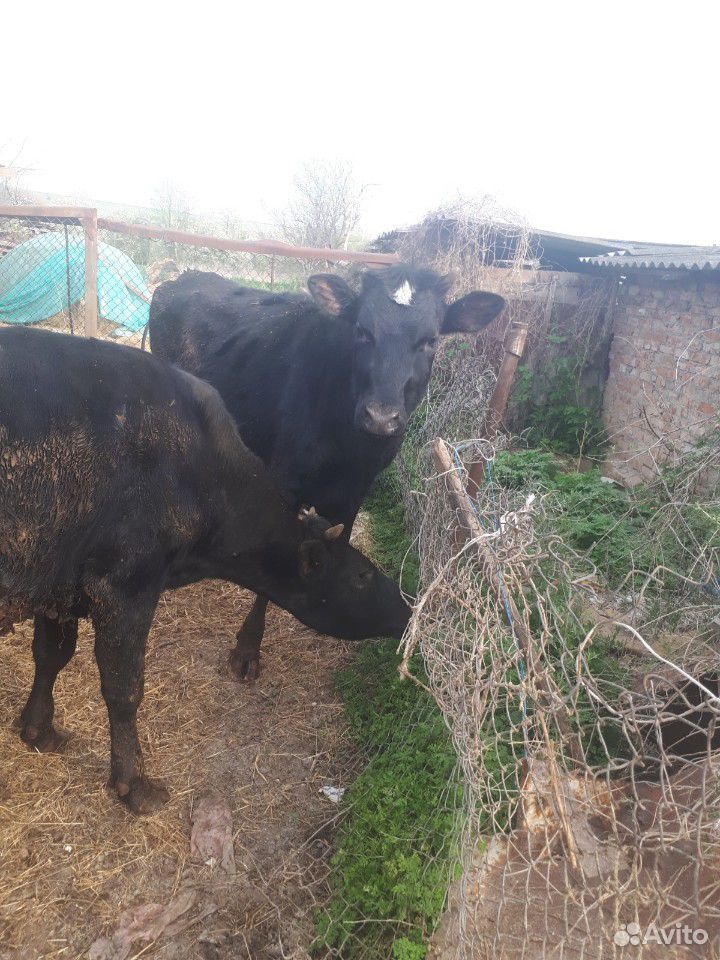 Телки на завод