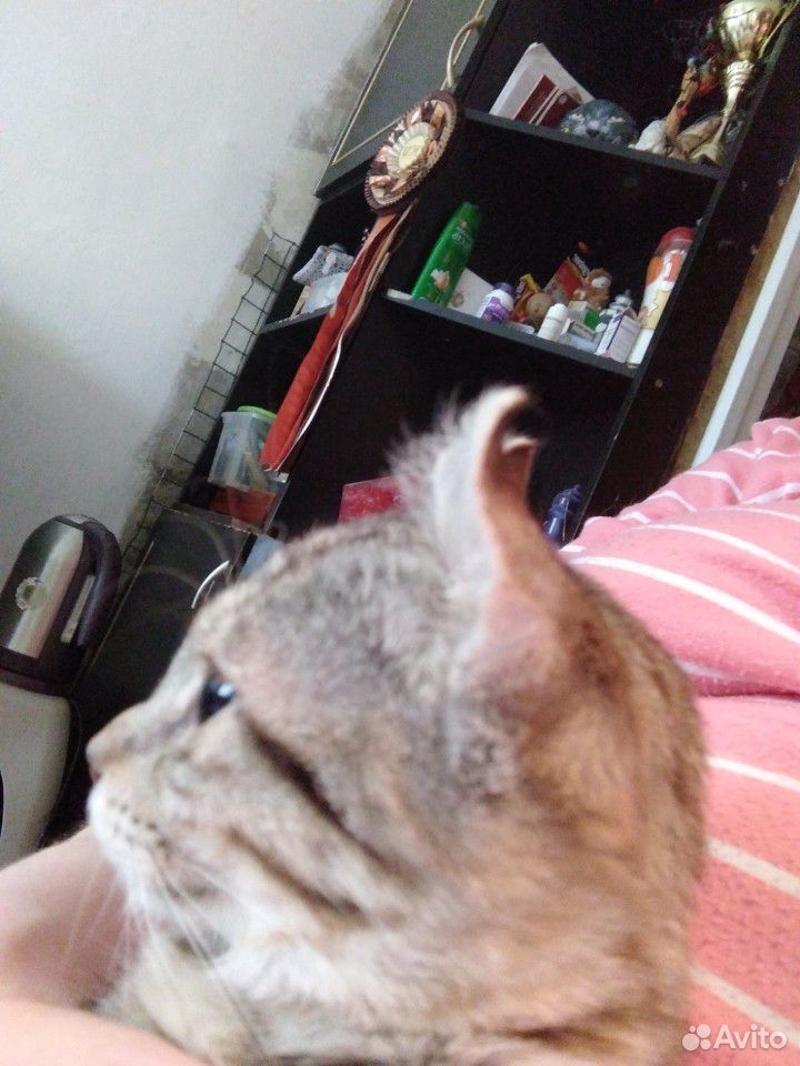 Керленок, нежный, спокойный, некрупный