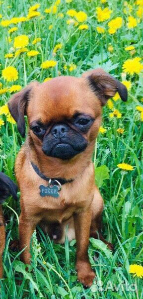 Ищем невесту