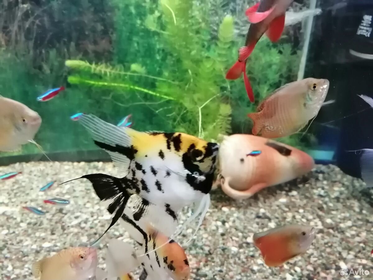 Скалярии и гурами