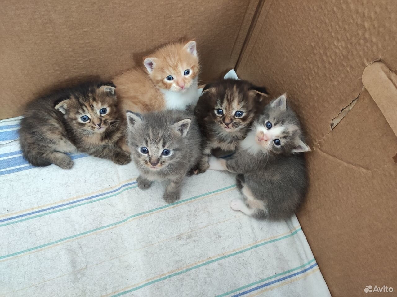 Котята британские