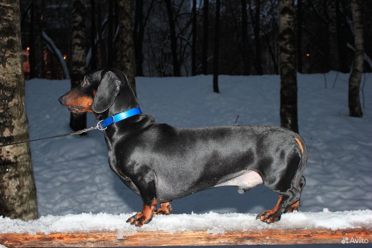 Вязка, кобель, такса, станд. Г-Ш, чемпион РФ