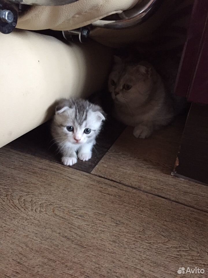 Британская