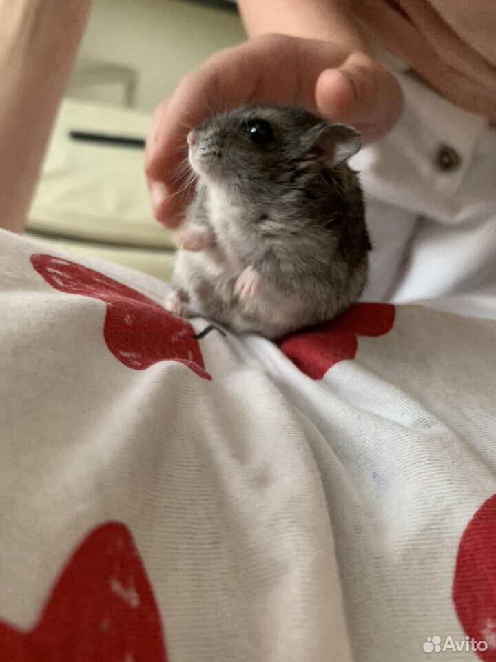 Джунгарский хомяк