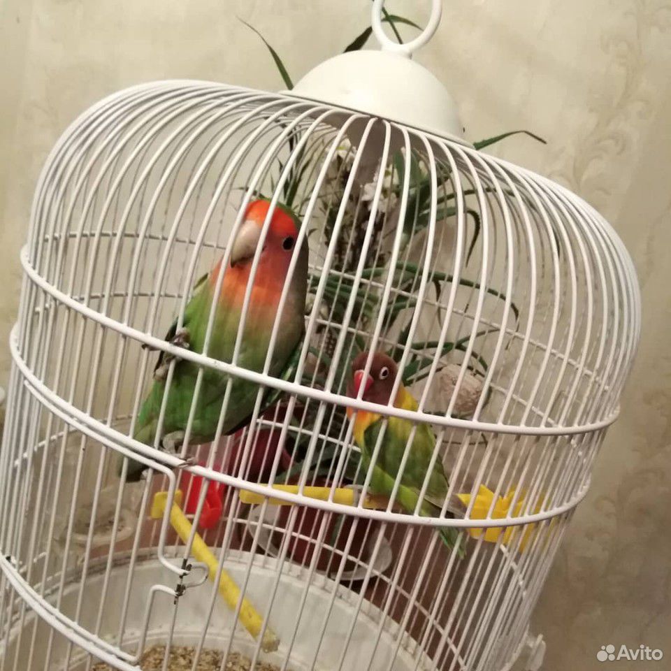 Попугаи неразлучники