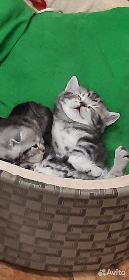 Шотландские мраморные котята