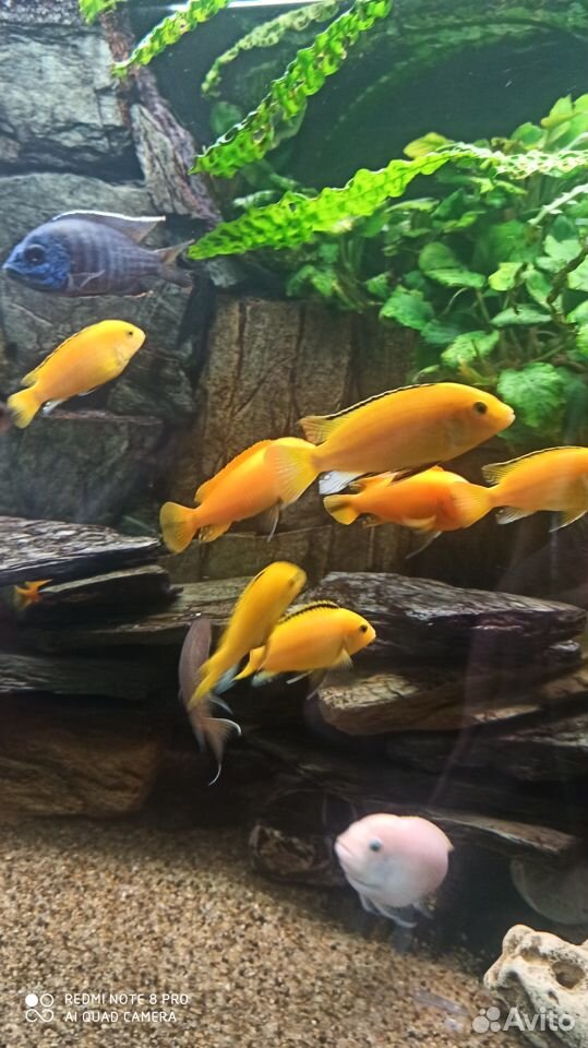 Продам лабидохромис елоу