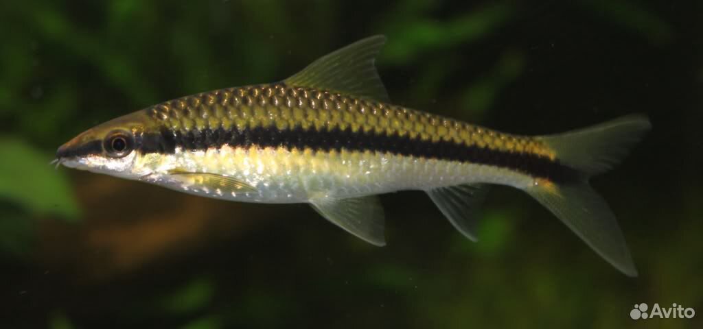 Подарю Сиамского водорослиеда