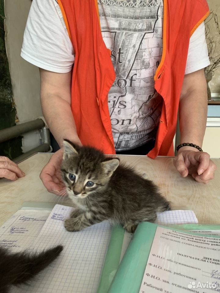Котёночек
