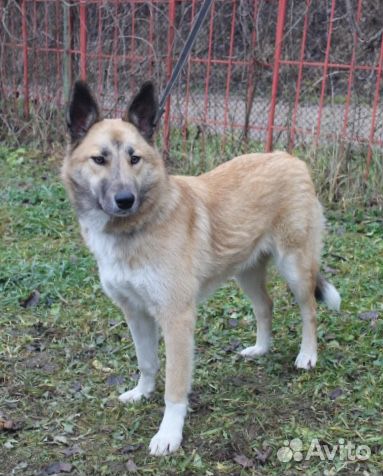 Собака Джуля 1 год в дар в добрые руки