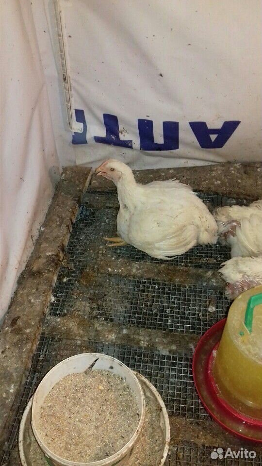 Куры бролеры