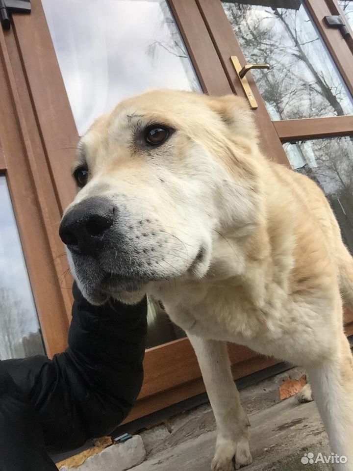 Среднеазиатская овчарка