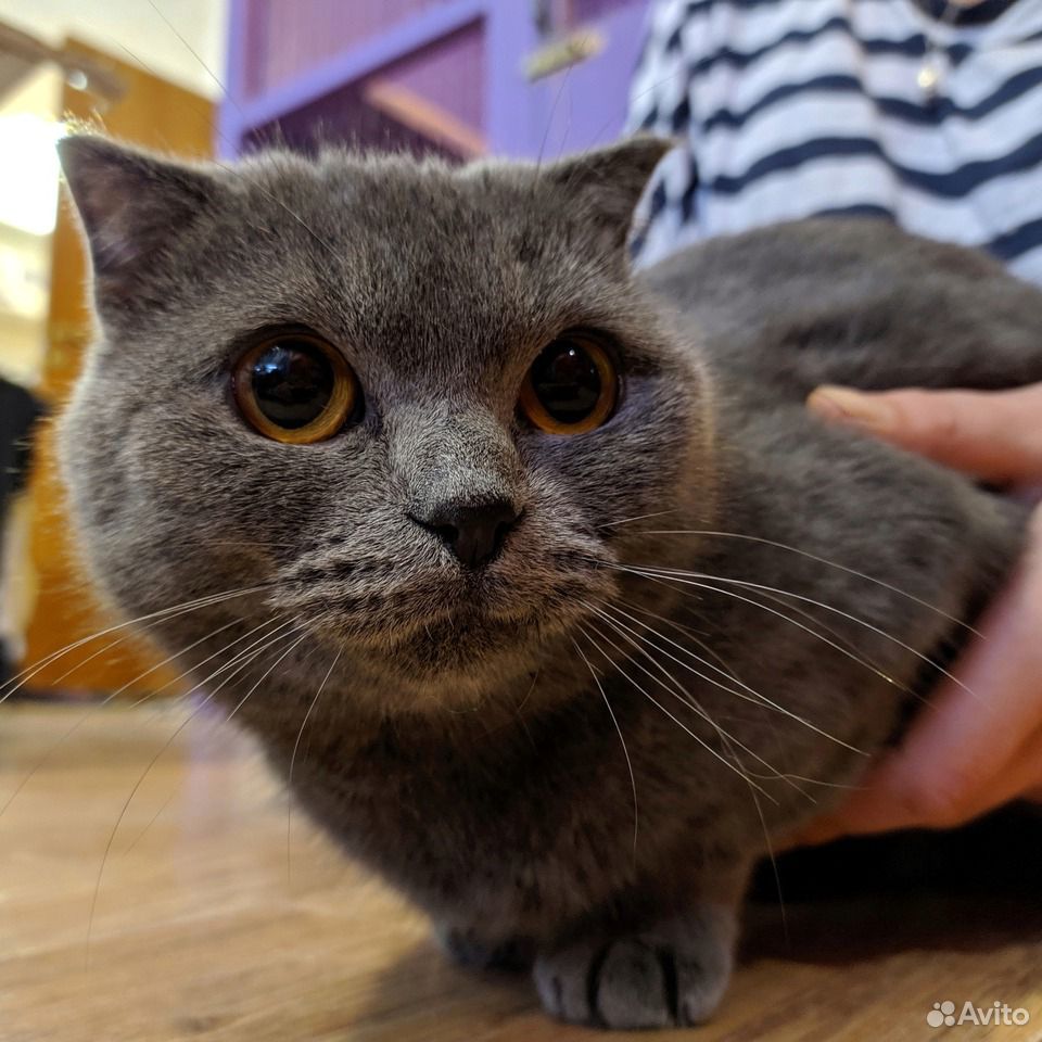 Кошечка Сильва, 1.5 года (метис из приюта)