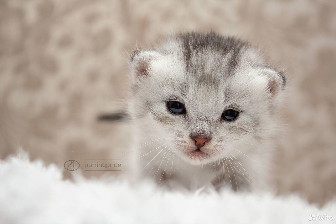 Котята чаузи ф3 для бронирования (редкие окрасы)