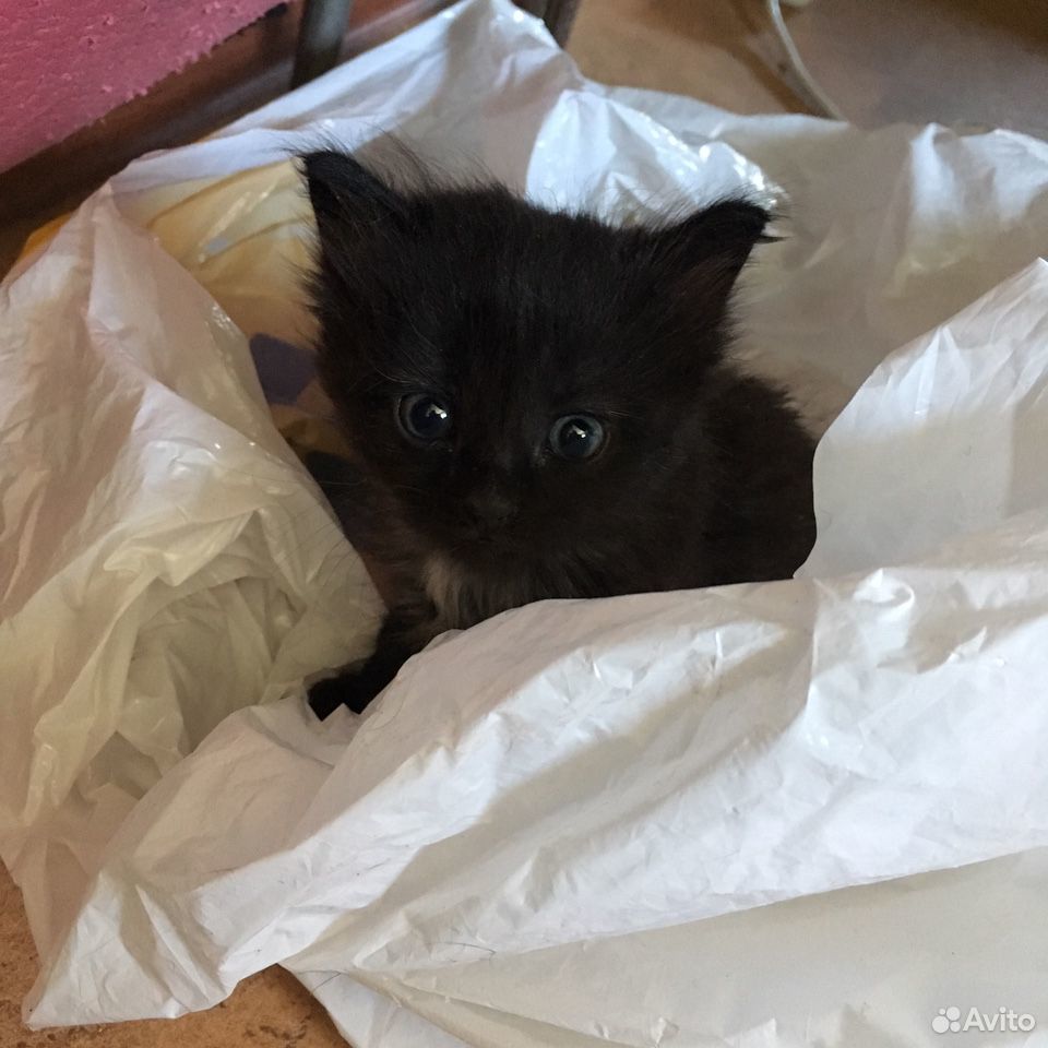 Котята в добрые руки