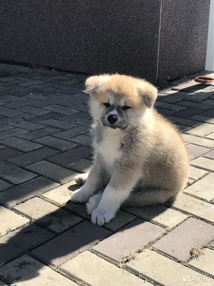 Щенок Акита Ину японская