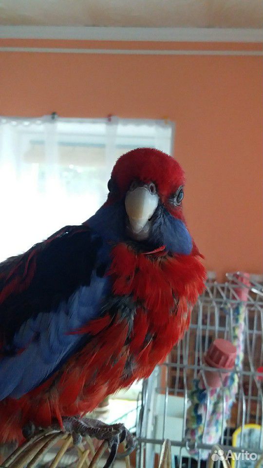 Продам попугаев красного розеллу и кареллу