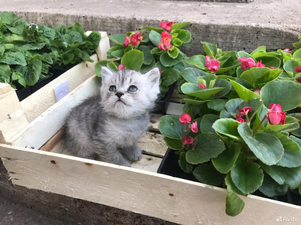 Котёнок мальчик вискас 1,5 мес