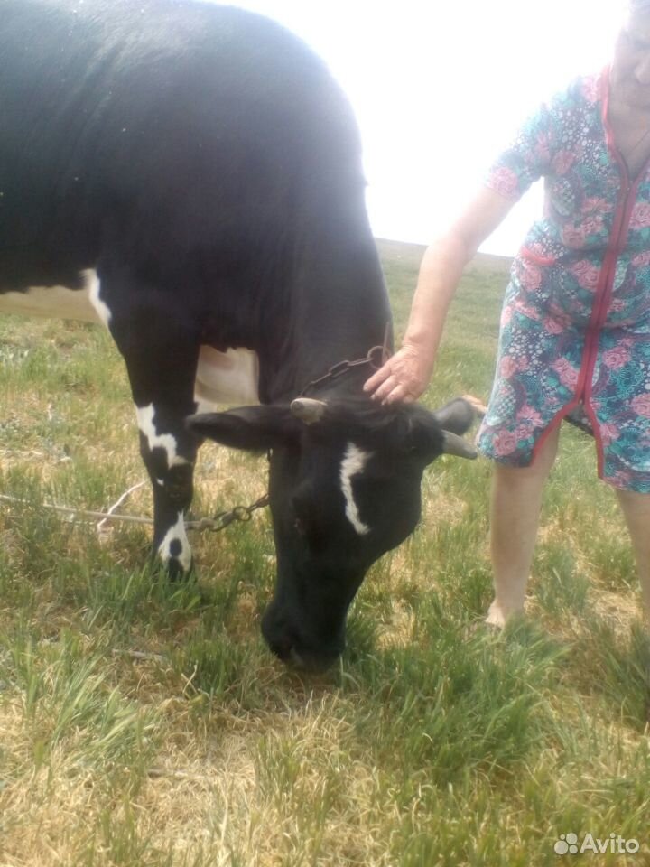 Стельная телочка