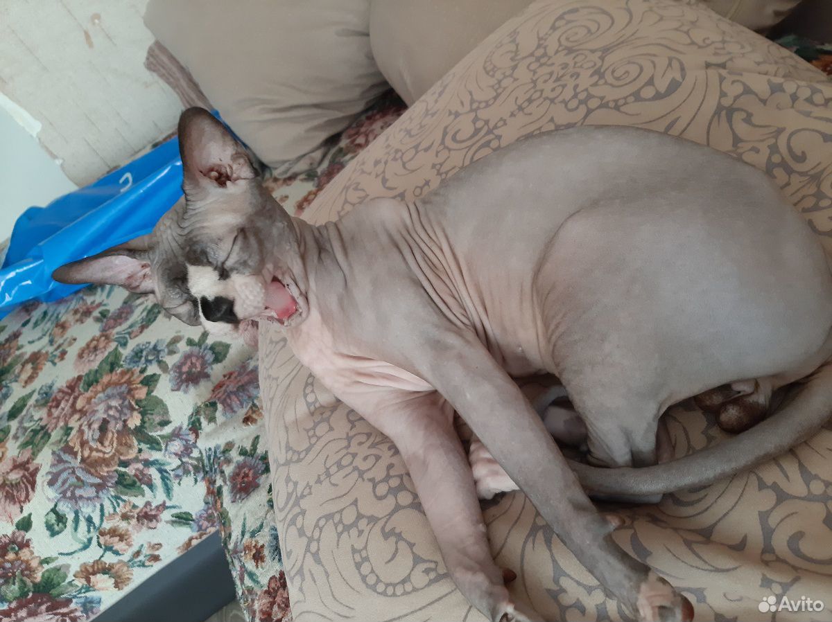 Донской сфинкс