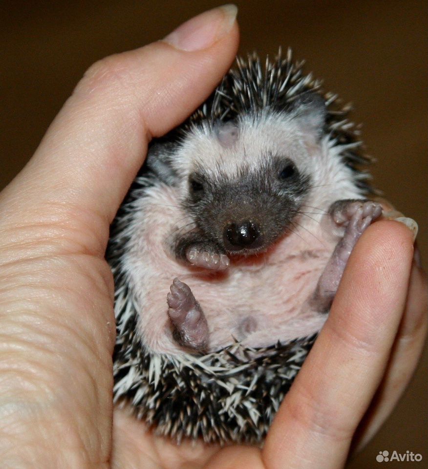 Карликовые африканские ёжики