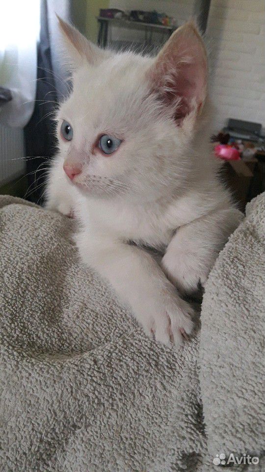 Отличные котятки. Инь и Янь