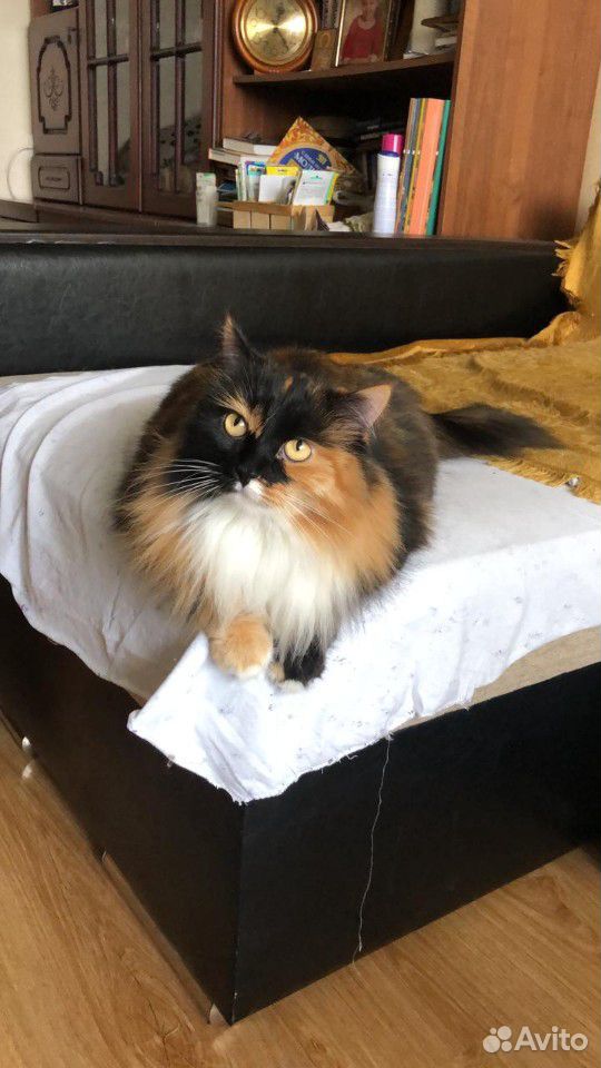 Кошечка