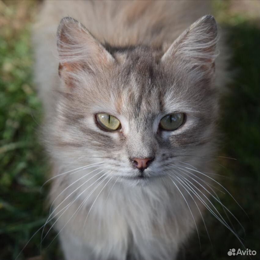 Сибирская кошечка, 1 год
