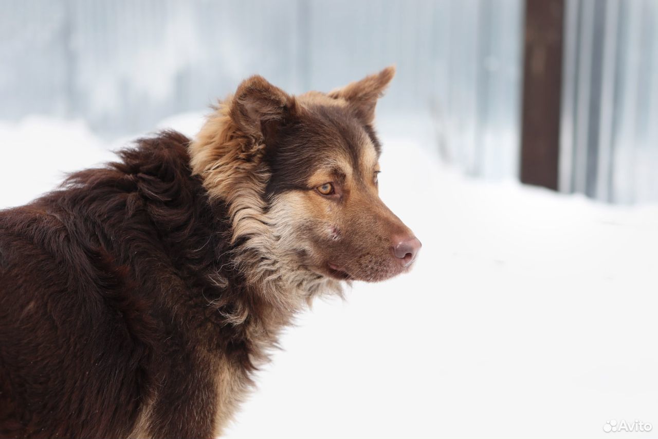 Имбирь ищет добрый дом