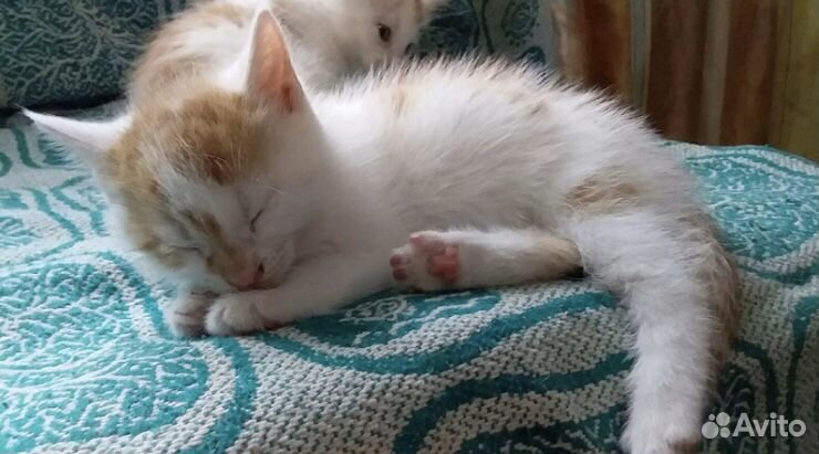 Котёнок-Дружок