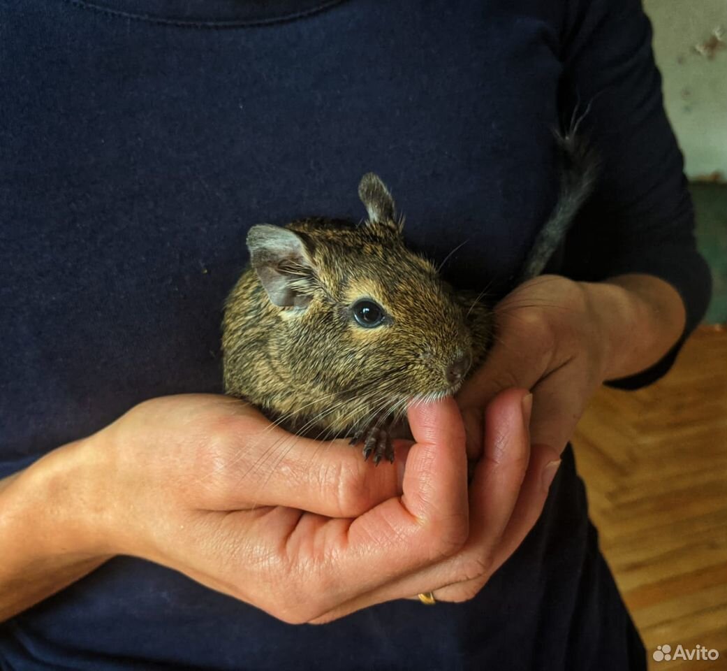 Дегу в добрые руки