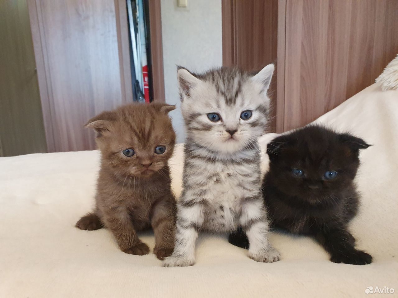 Шотландские котята