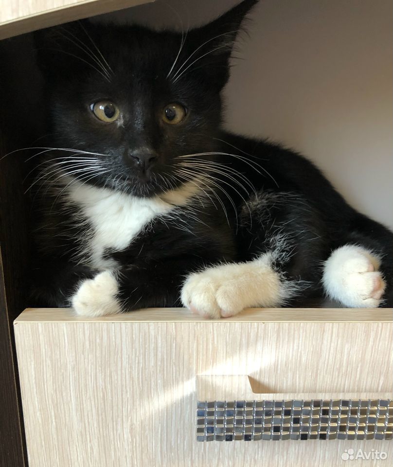 Котёнок в добрые руки