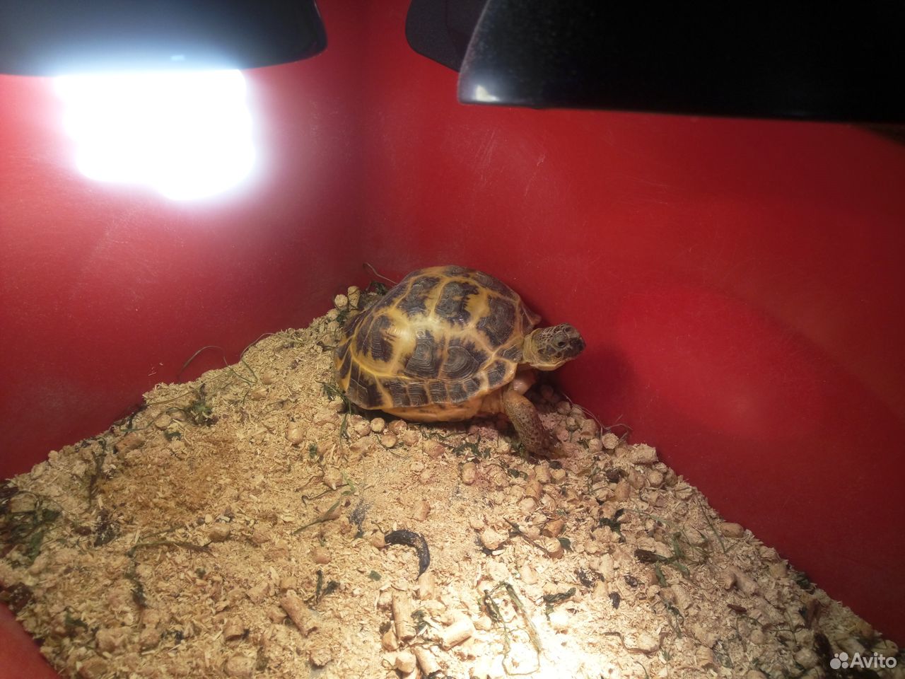 Сухопутная черепаха