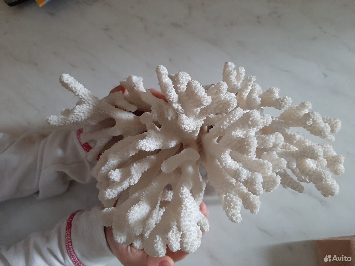 Коралл большой