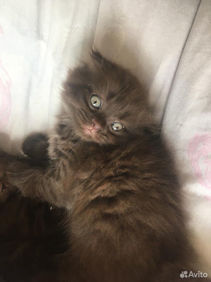 Шотландские шоколадные котята