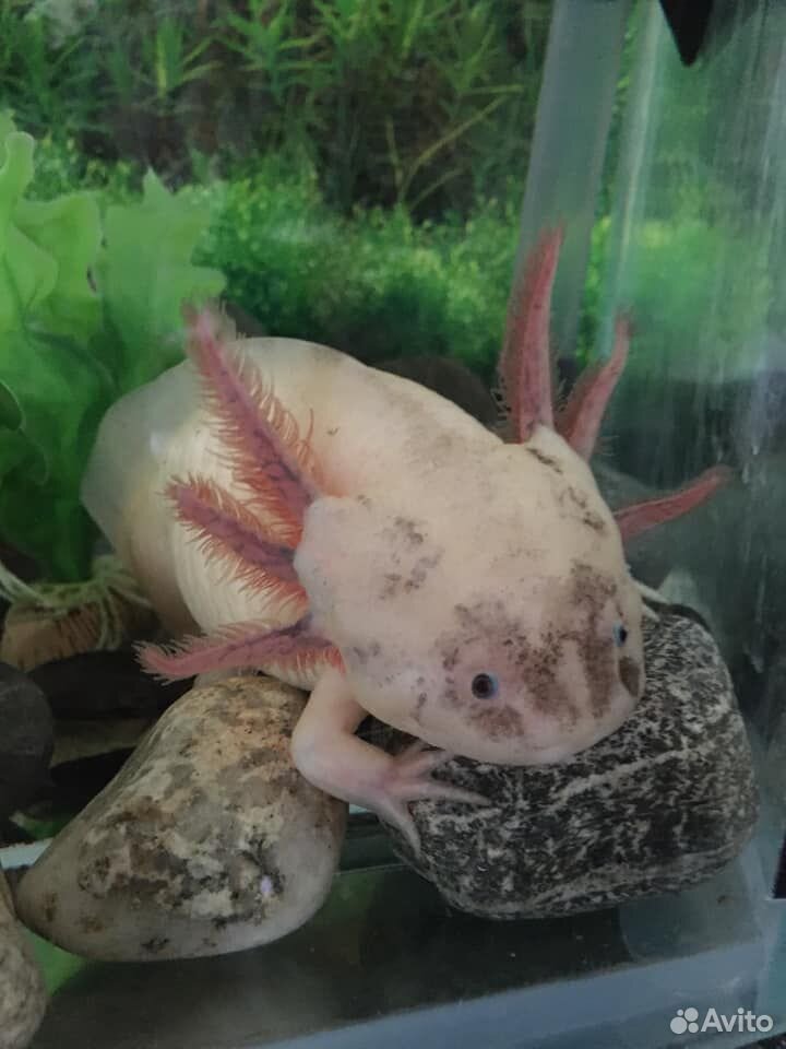 Продам аксолотлей