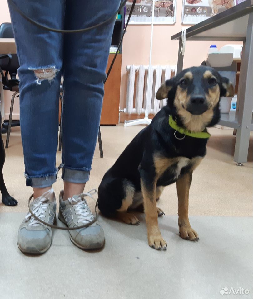 Ищет дом мелкая собачка Бетти