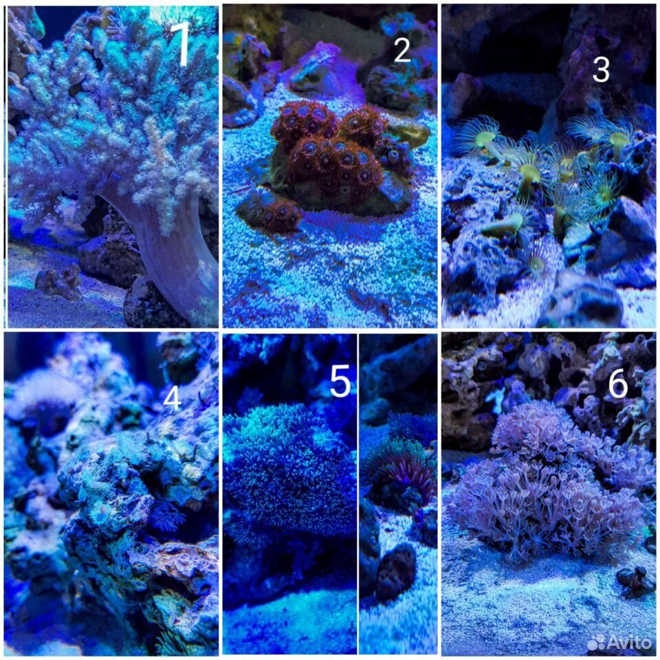 Продам кораллы
