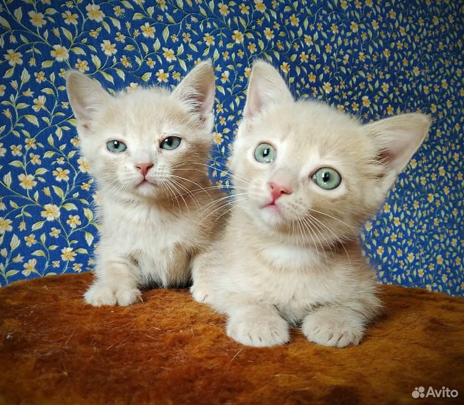 Сладкие рыжие малыши 1.5 месяца